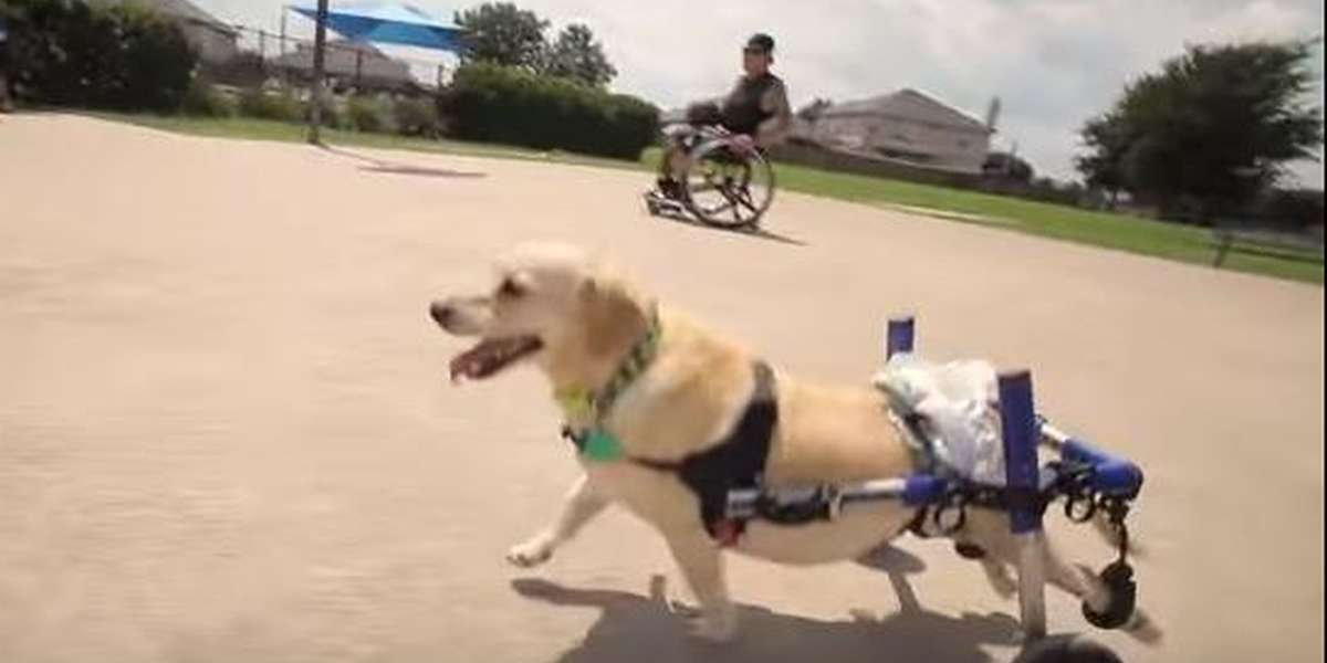 Dog On Wheels Finds The Perfect Person To Love Him - The Dodo