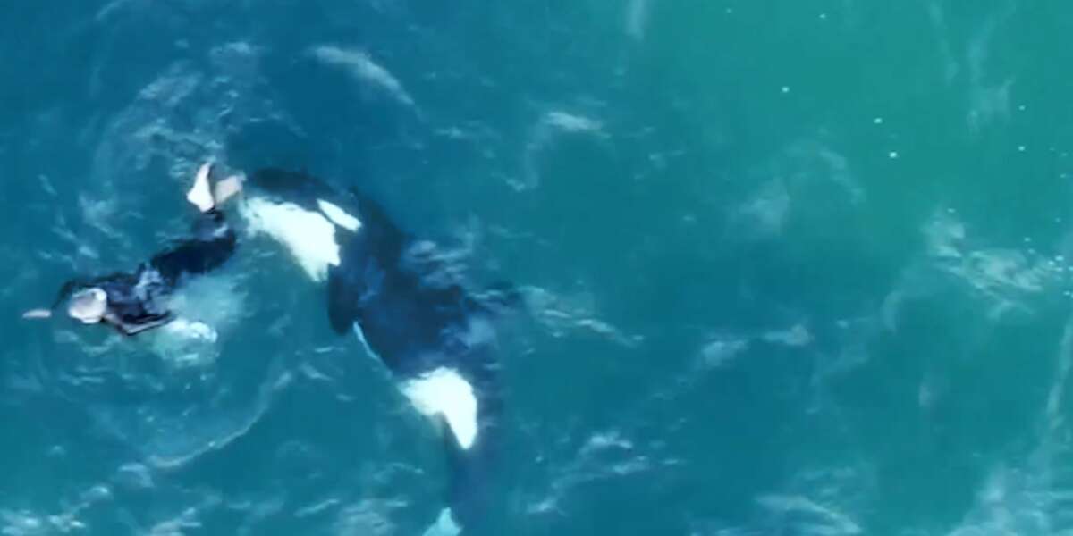 Kayaker Jumps In Water To Swim With Orca - The Dodo