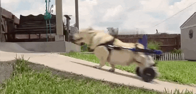 Dog On Wheels Finds The Perfect Person To Love Him - The Dodo