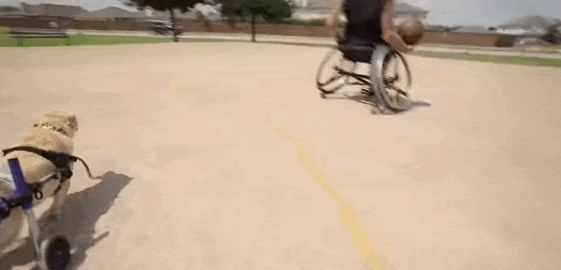 Dog On Wheels Finds The Perfect Person To Love Him - The Dodo