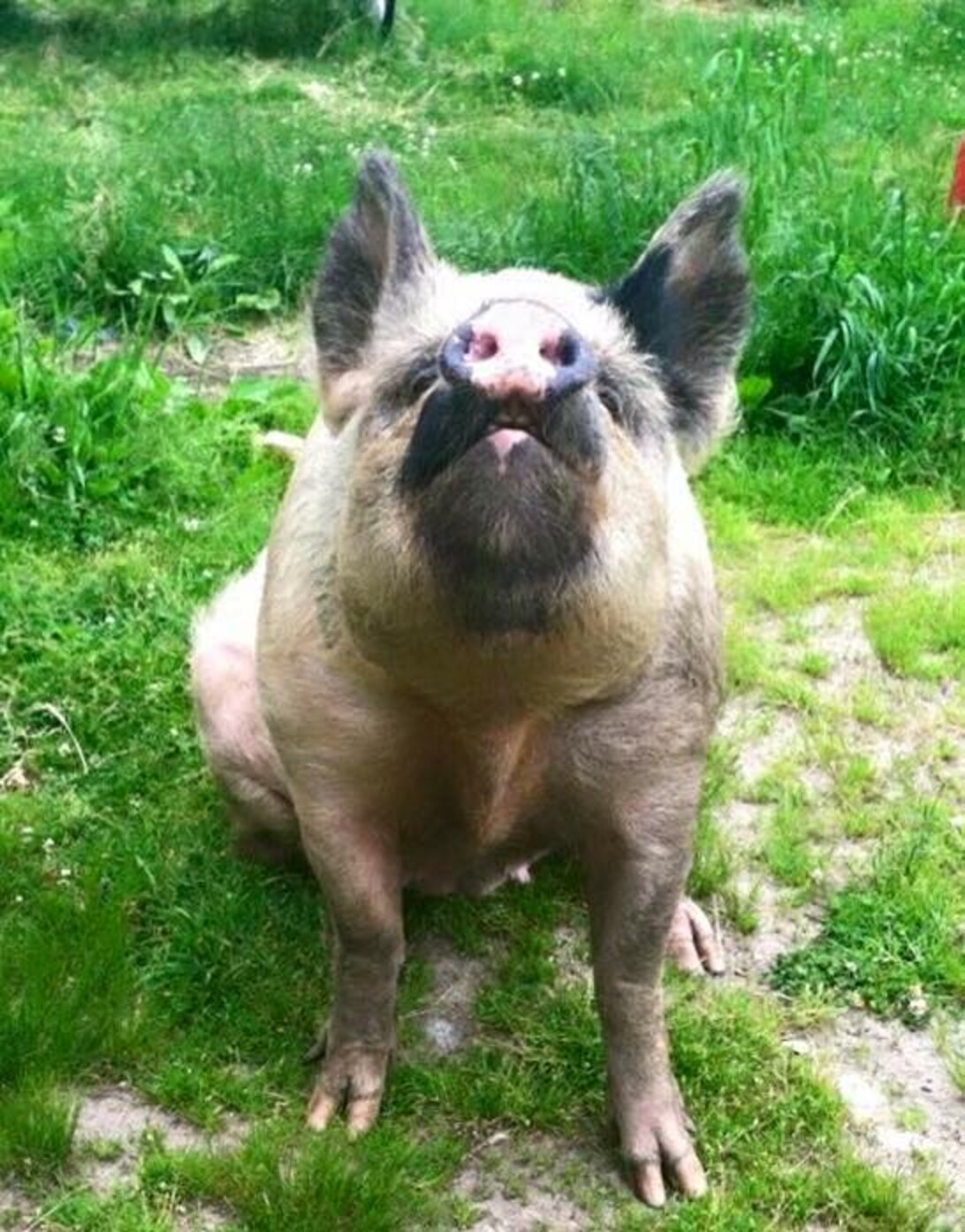 Blind Cow Spent 8 Years By The Side Of Her Seeing Eye Pig - The Dodo