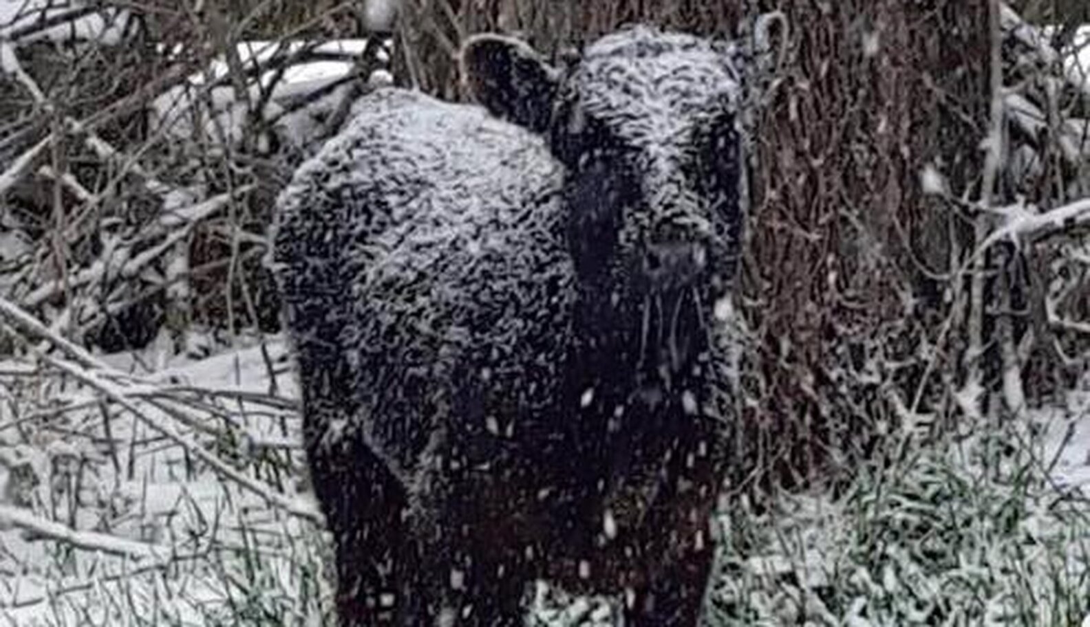 Blind Cow Spent 8 Years By The Side Of Her Seeing Eye Pig - The Dodo