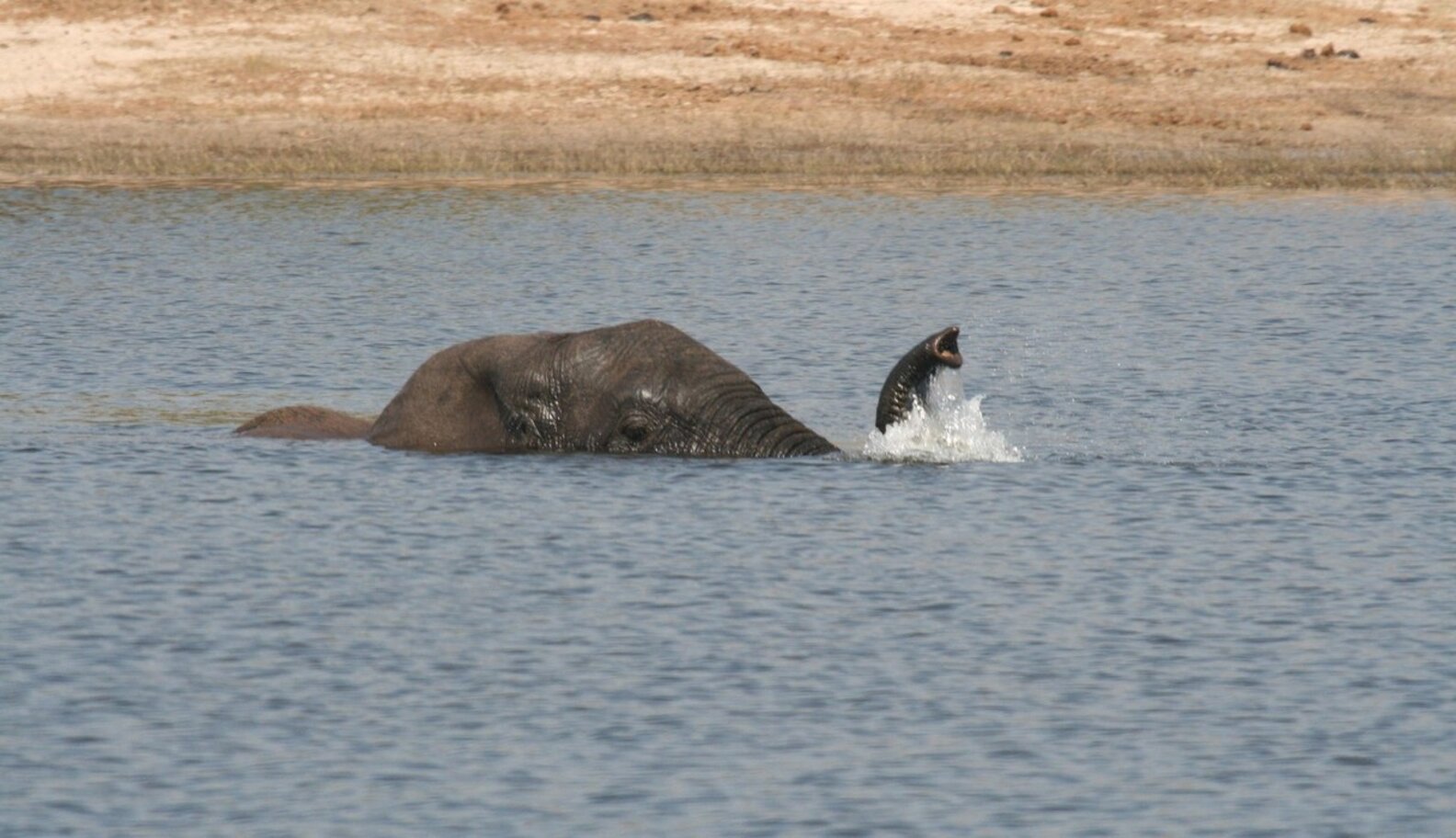 7 Awesome Things An Elephant Does With Her Trunk (And Playing Monopoly ...