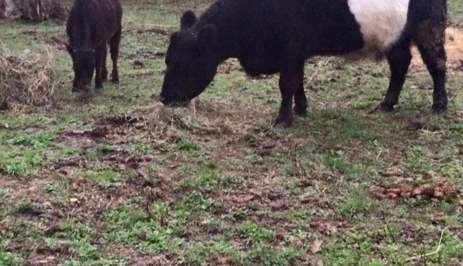Blind Cow Spent 8 Years By The Side Of Her Seeing Eye Pig - The Dodo