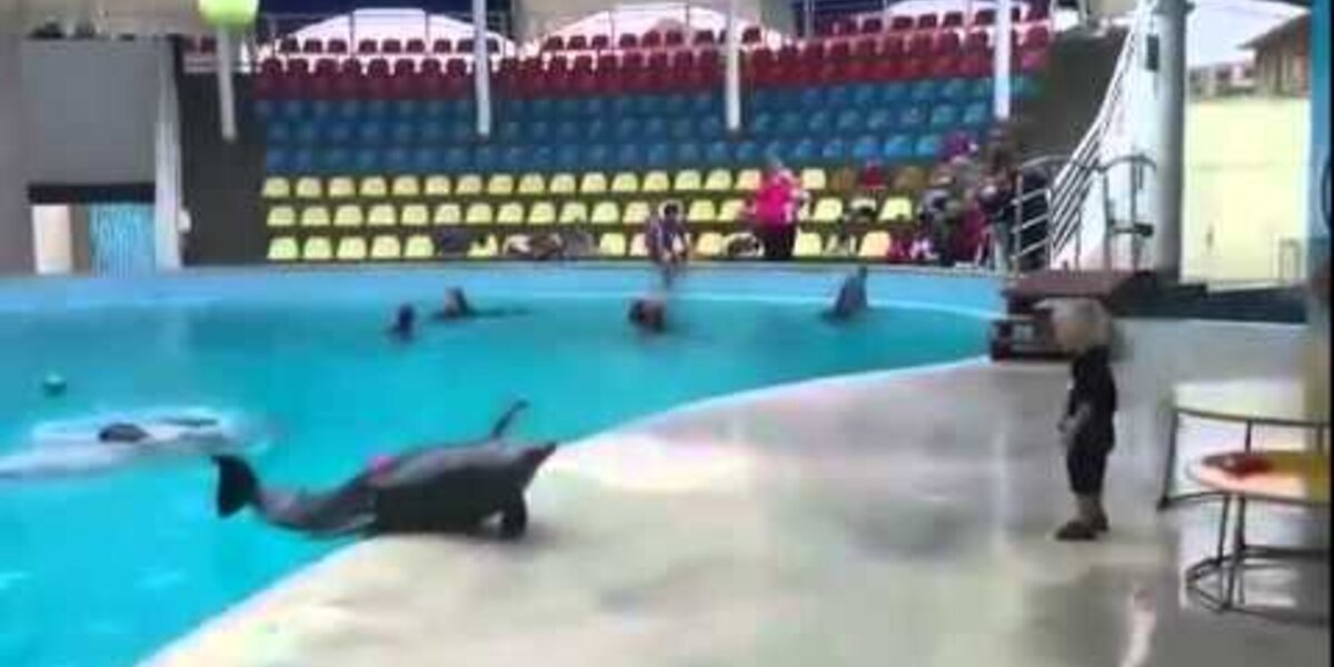 From Russia Dolphin plays with Kid (so wrong ) - The Dodo
