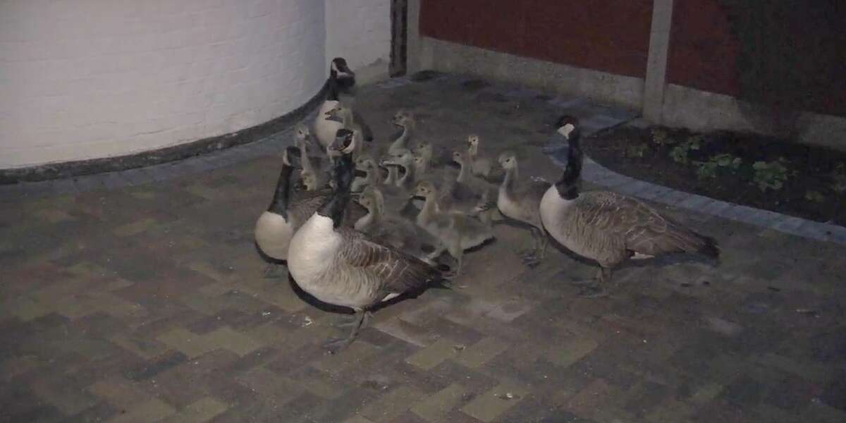 Here's What It Takes To Rescue 2 Dozen Geese - The Dodo
