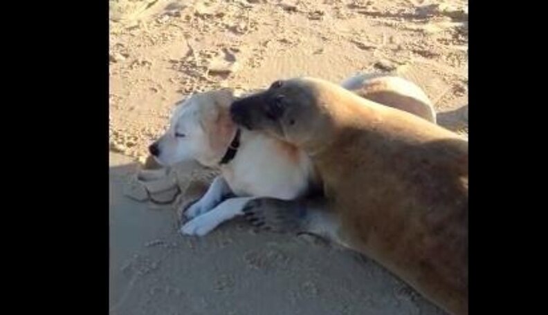 Friendly Seal Befriends, Cuddles Yellow Lab - The Dodo