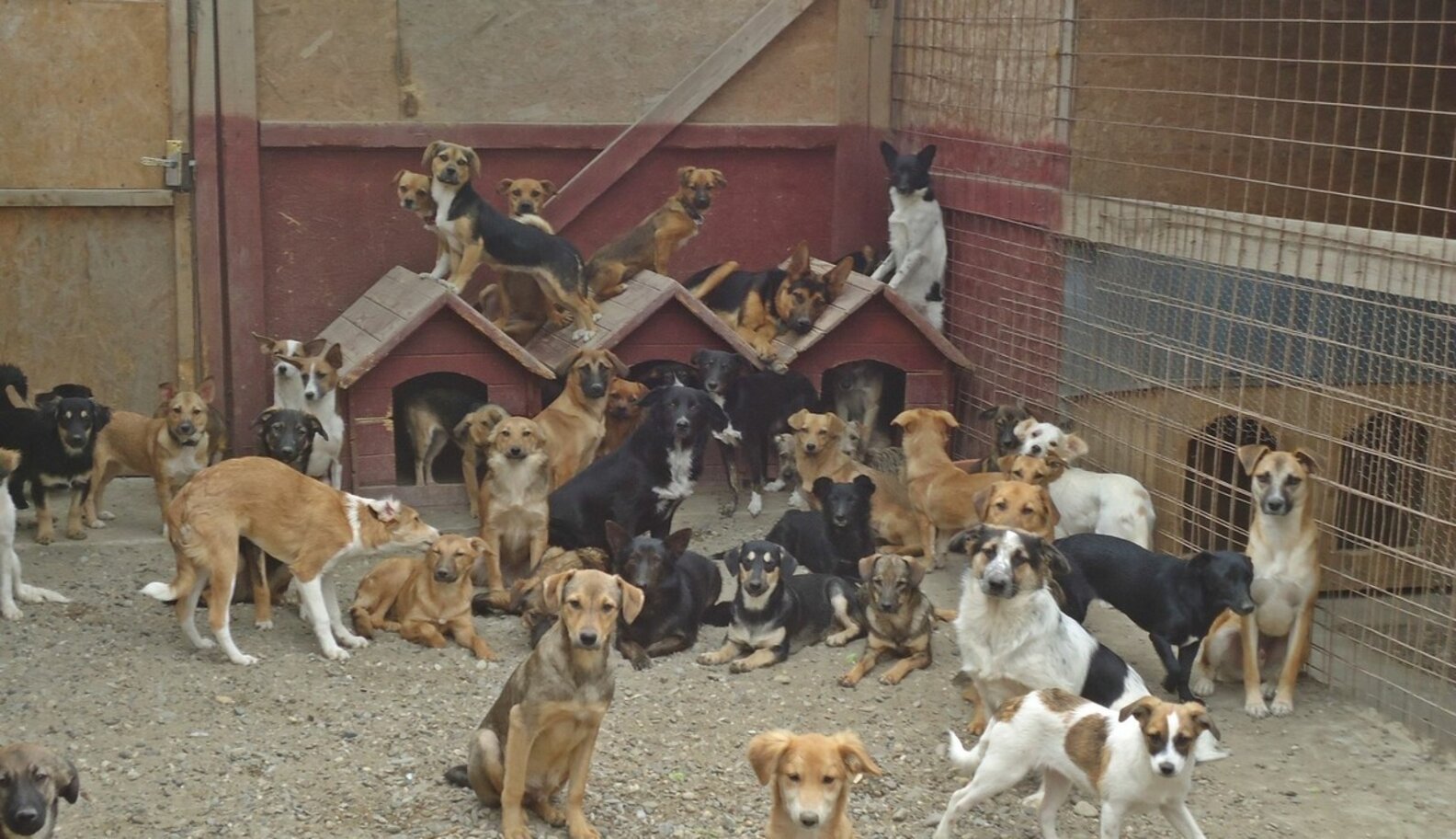 Help for Romanian Stray Dogs! - The Dodo