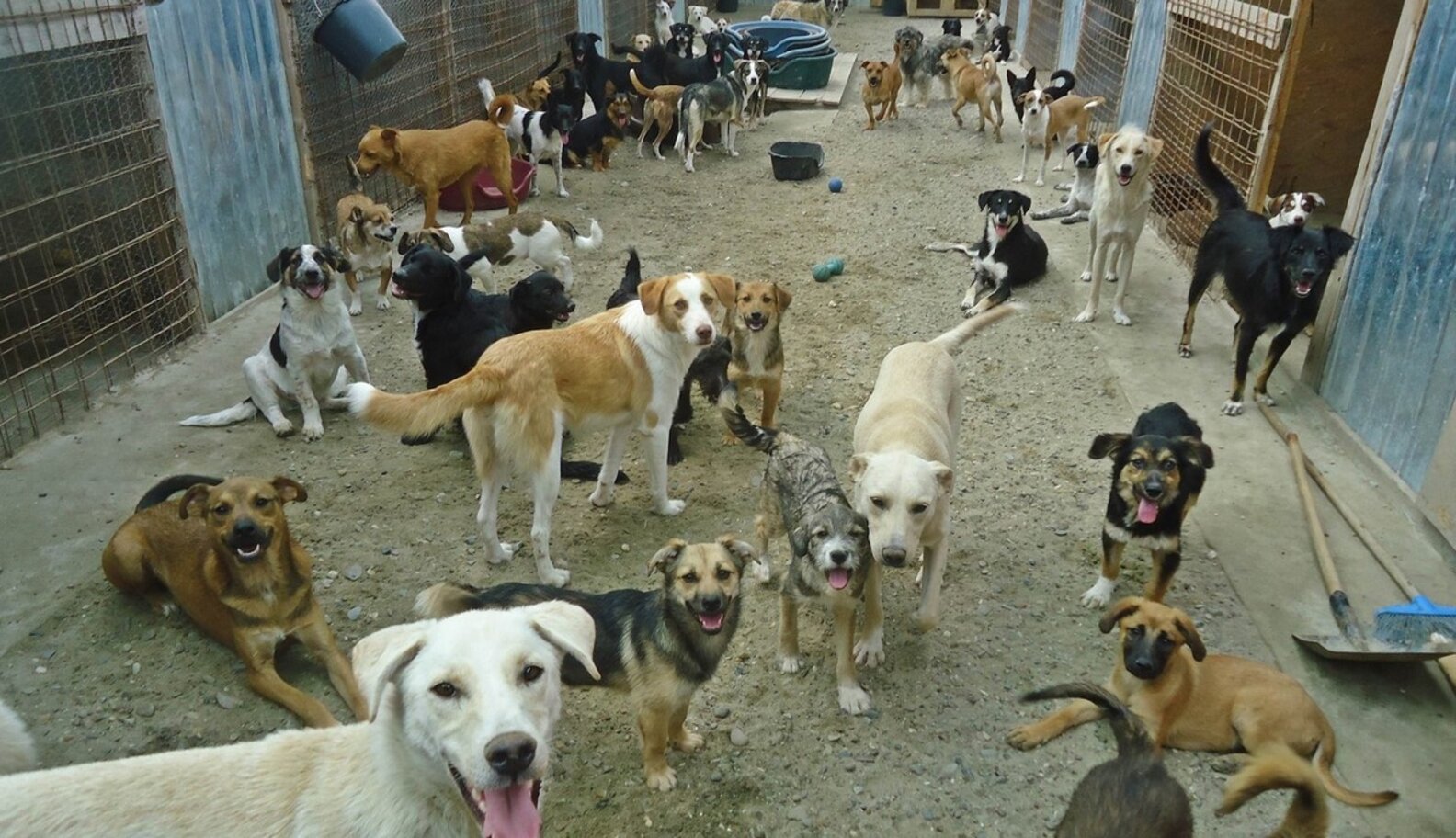 Help for Romanian Stray Dogs! - The Dodo