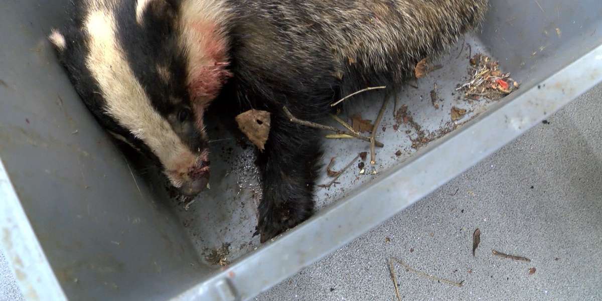 Badger Undergoes Delicate Surgery But Never Loses His Feisty Spirit ...