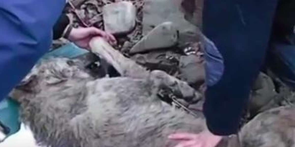 Frozen Wolf With No Heartbeat Gets CPR From Fearless Couple - The Dodo