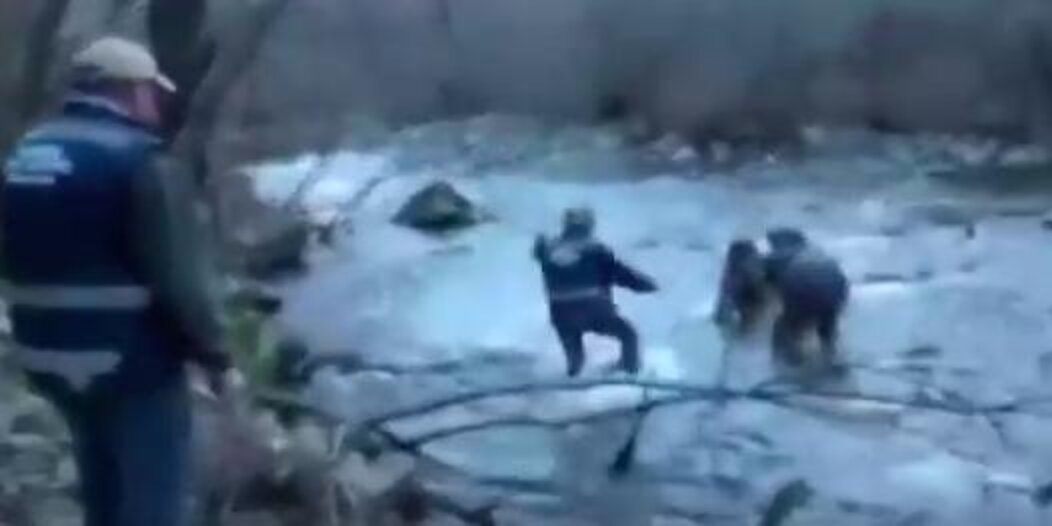 Frozen Wolf With No Heartbeat Gets CPR From Fearless Couple - The Dodo