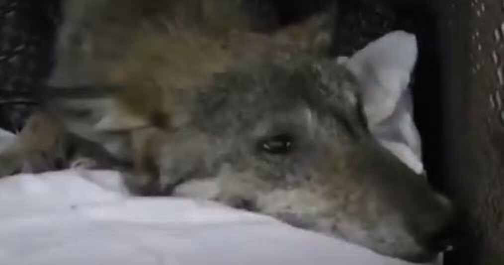 Frozen Wolf With No Heartbeat Gets CPR From Fearless Couple - The Dodo