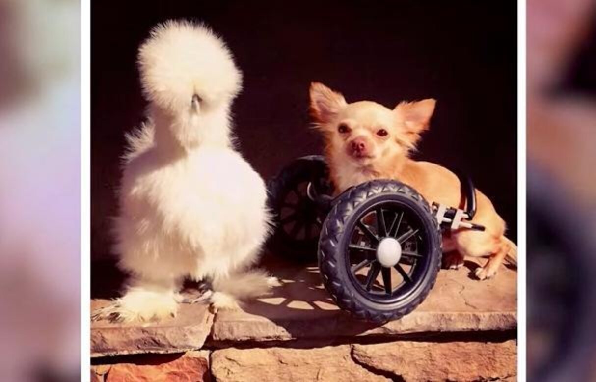 Rescue Chicken Finds The Best Way To Play With 2-Legged Dog - The Dodo