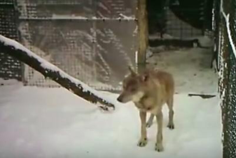 Frozen Wolf With No Heartbeat Gets CPR From Fearless Couple - The Dodo
