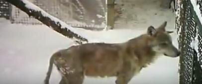 Frozen Wolf With No Heartbeat Gets CPR From Fearless Couple - The Dodo