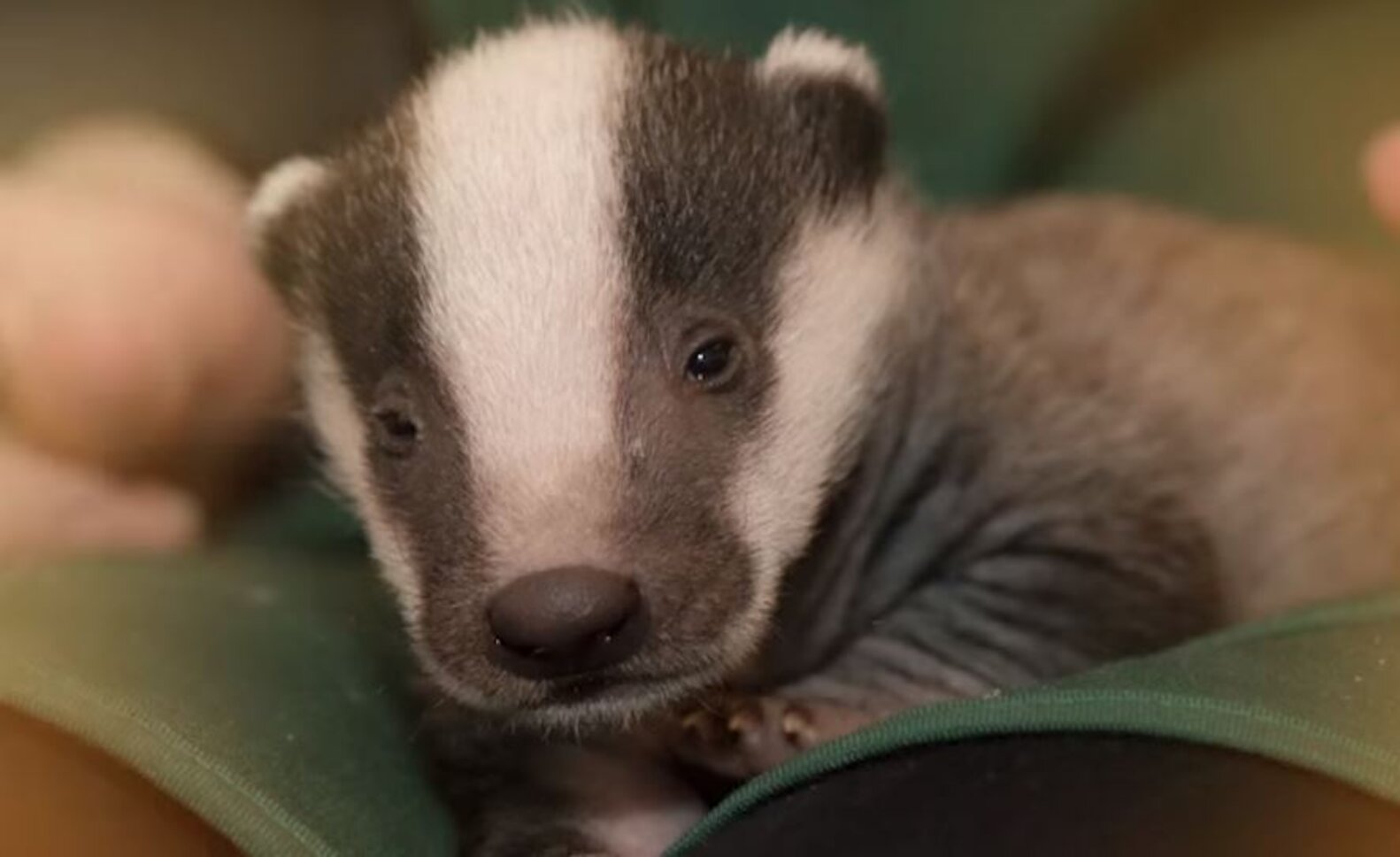 Baby Badger Lost His Family But Meets The Next Best Thing - The Dodo