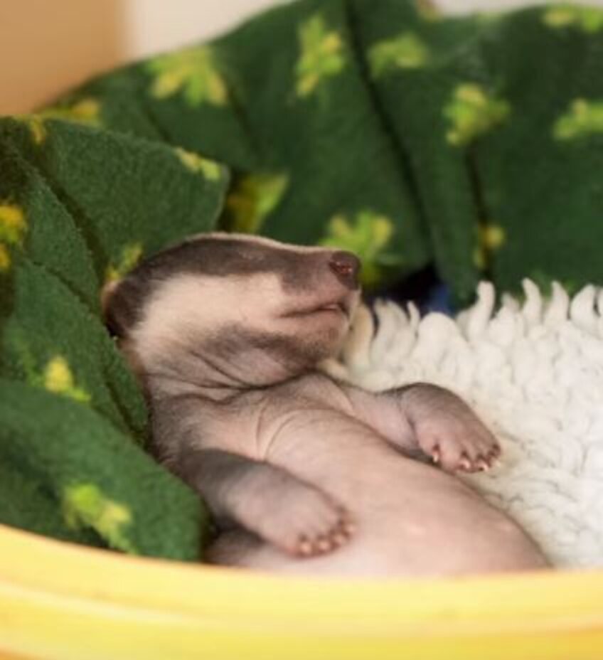 Baby Badger Lost His Family But Meets The Next Best Thing - The Dodo