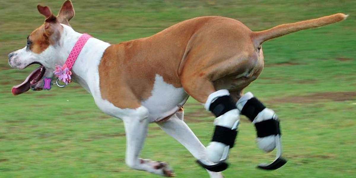 She Has A New Family ... AND New Legs - The Dodo