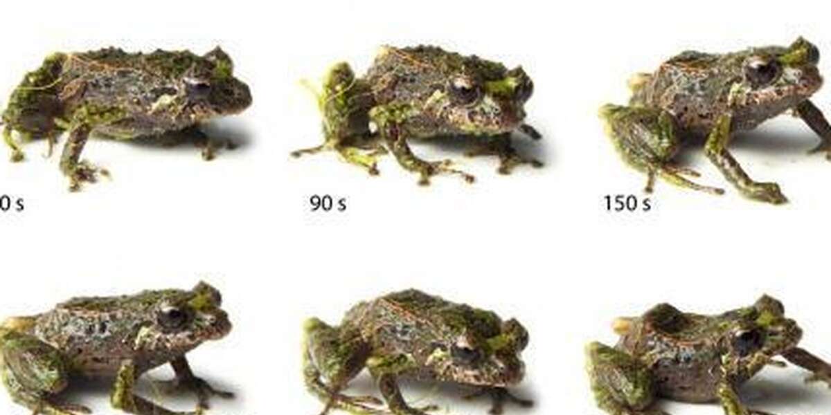 Frog Transforms Himself In Way No One's Ever Seen Before - The Dodo