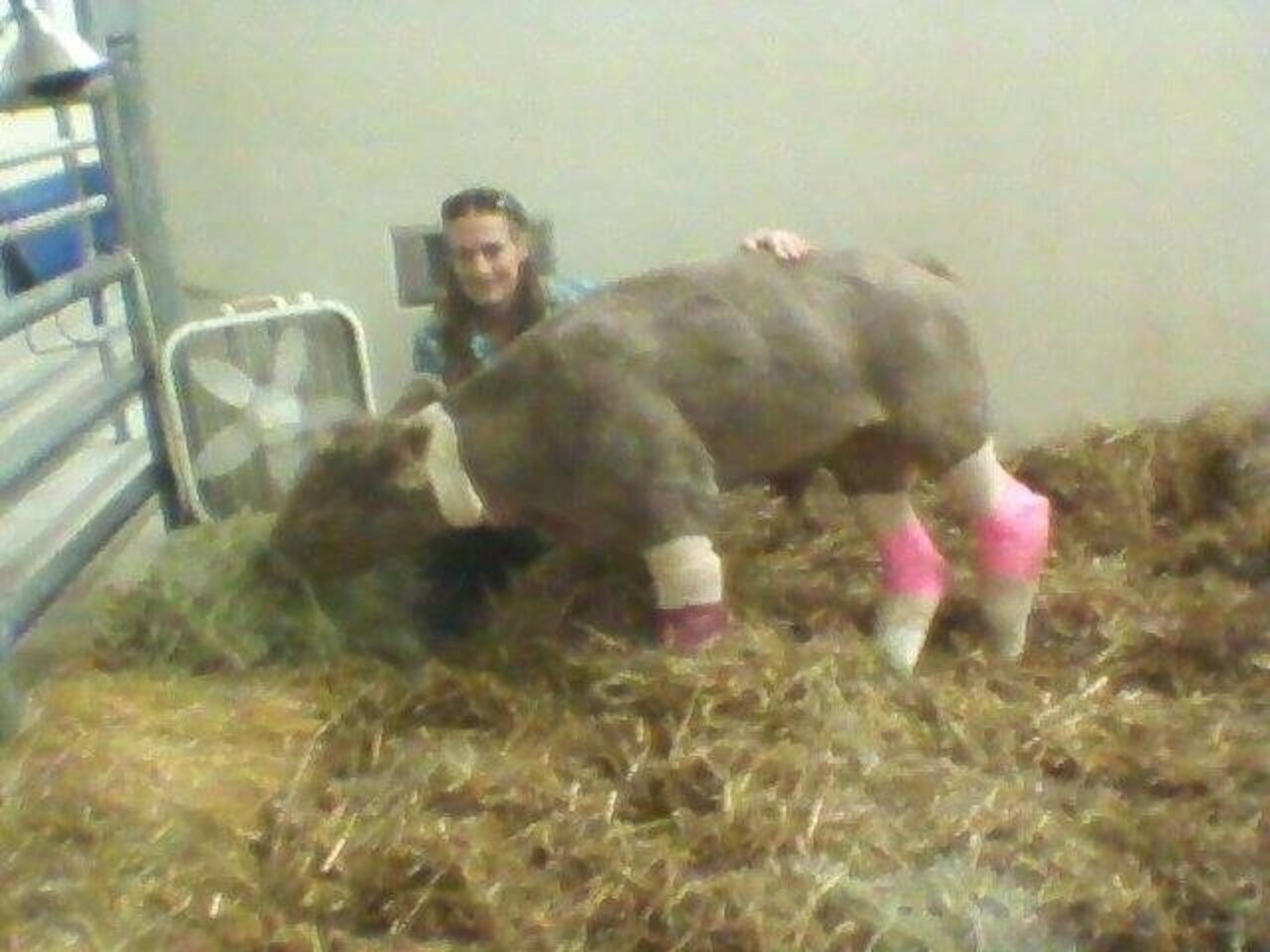 Calf Gets Prosthetic Hooves After Losing His To Frost Bite - The Dodo