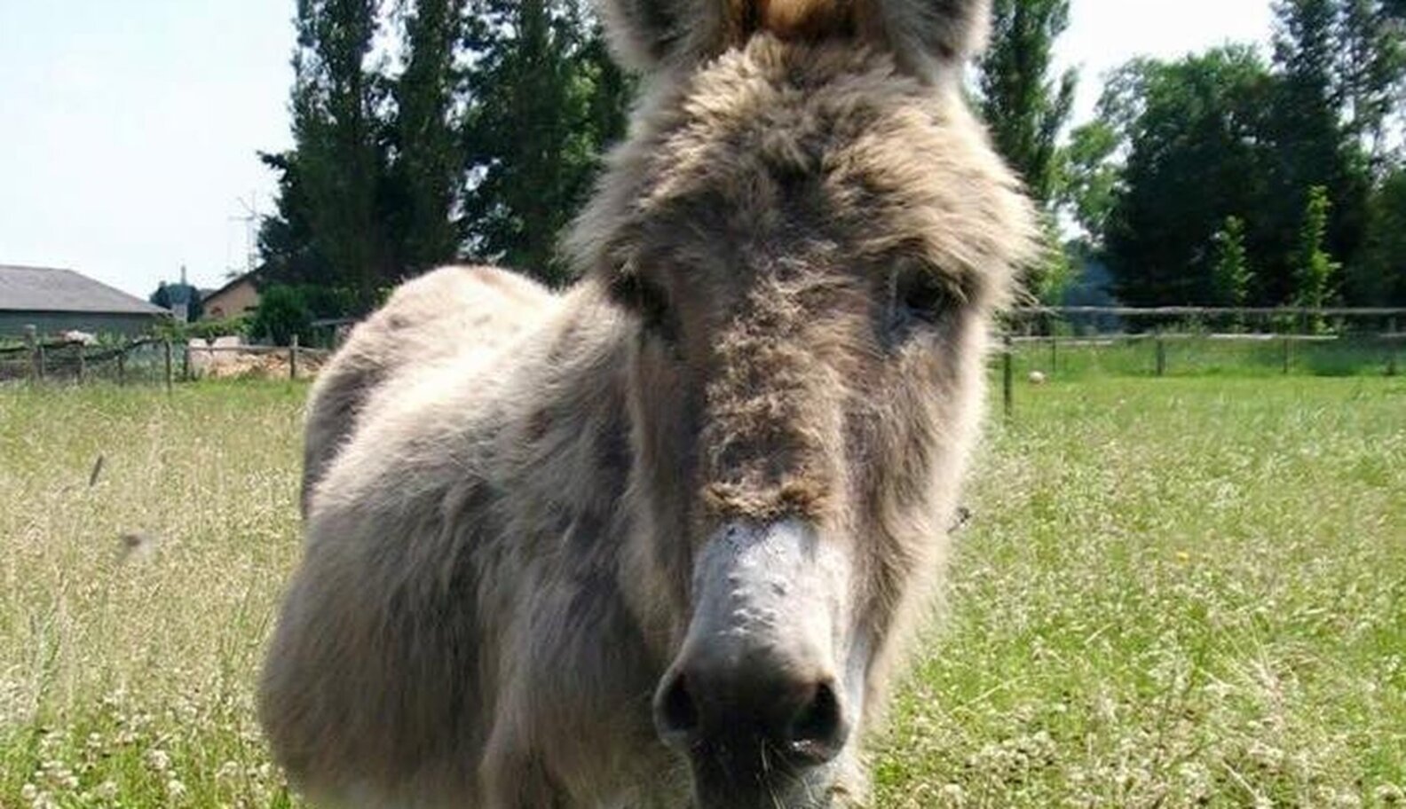 Donkeys Gather To Say Goodbye To A Friend Who Died - The Dodo