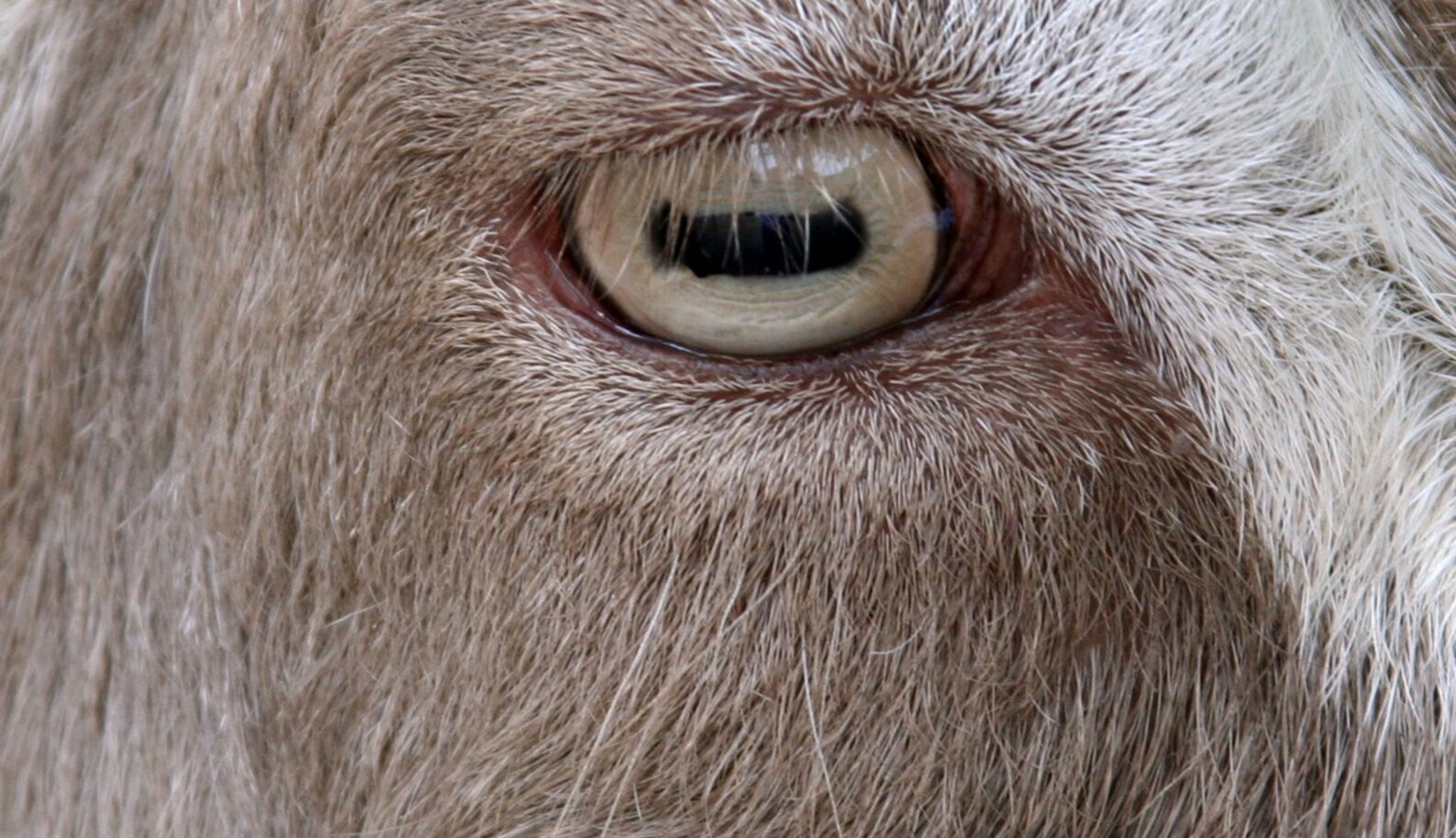 11 Animals With The Coolest-Looking Eyes On The Planet - The Dodo