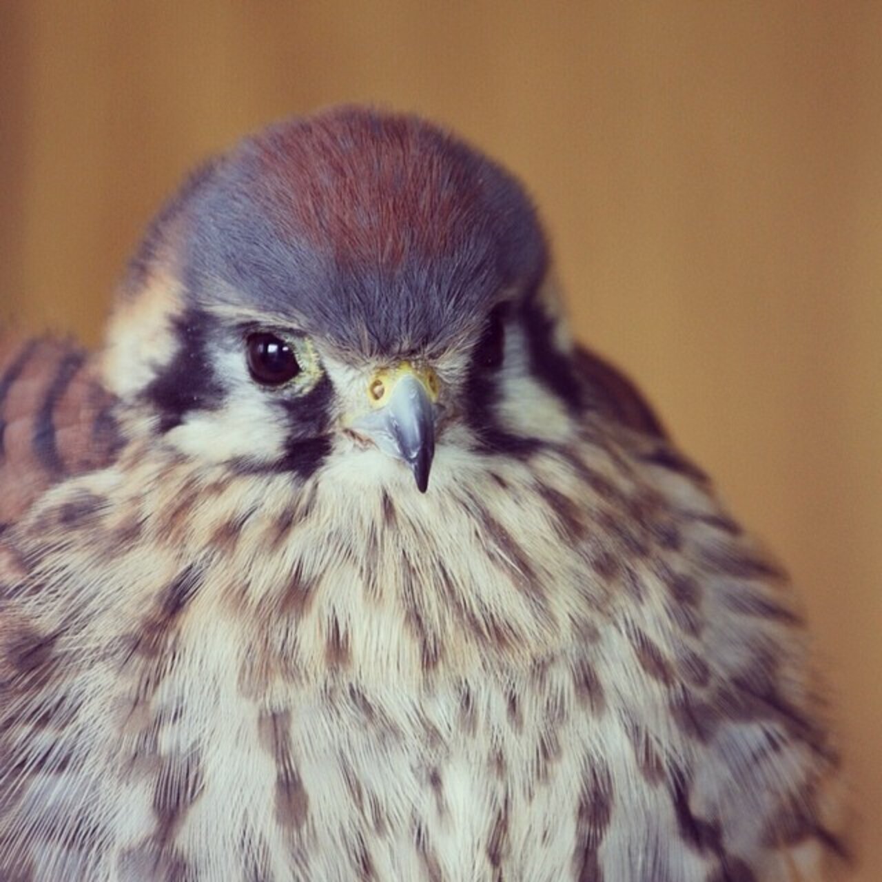 A very poofy Falco sparverius. #bird - The Dodo