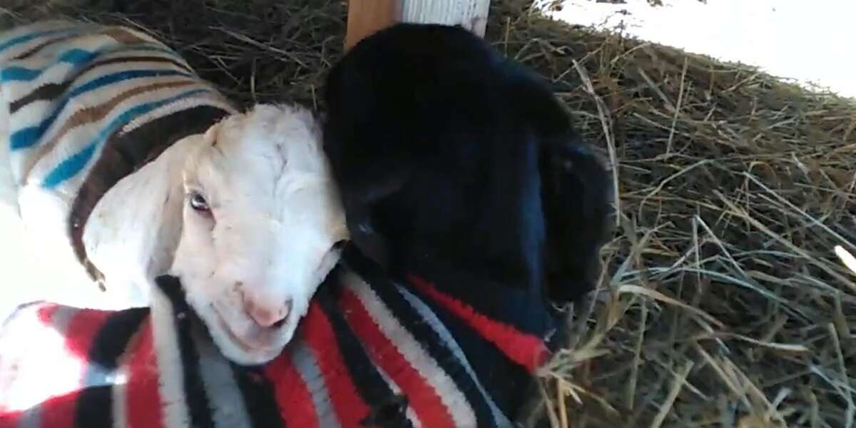 Rescued Goats Stay Toasty In Little Coats - The Dodo
