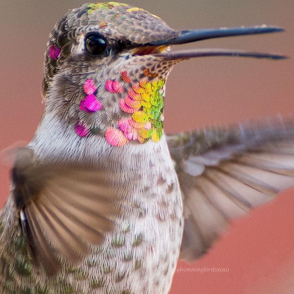 Woman Captures Stunning Photos Of Hummingbirds In Her Backyard - The Dodo