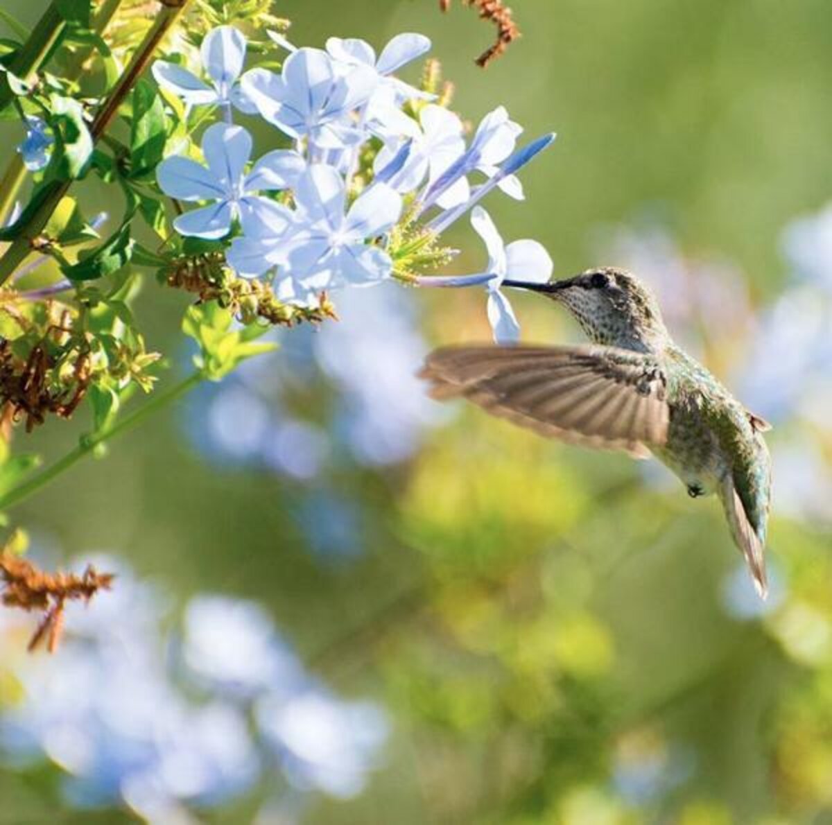Woman Captures Stunning Photos Of Hummingbirds In Her Backyard - The Dodo