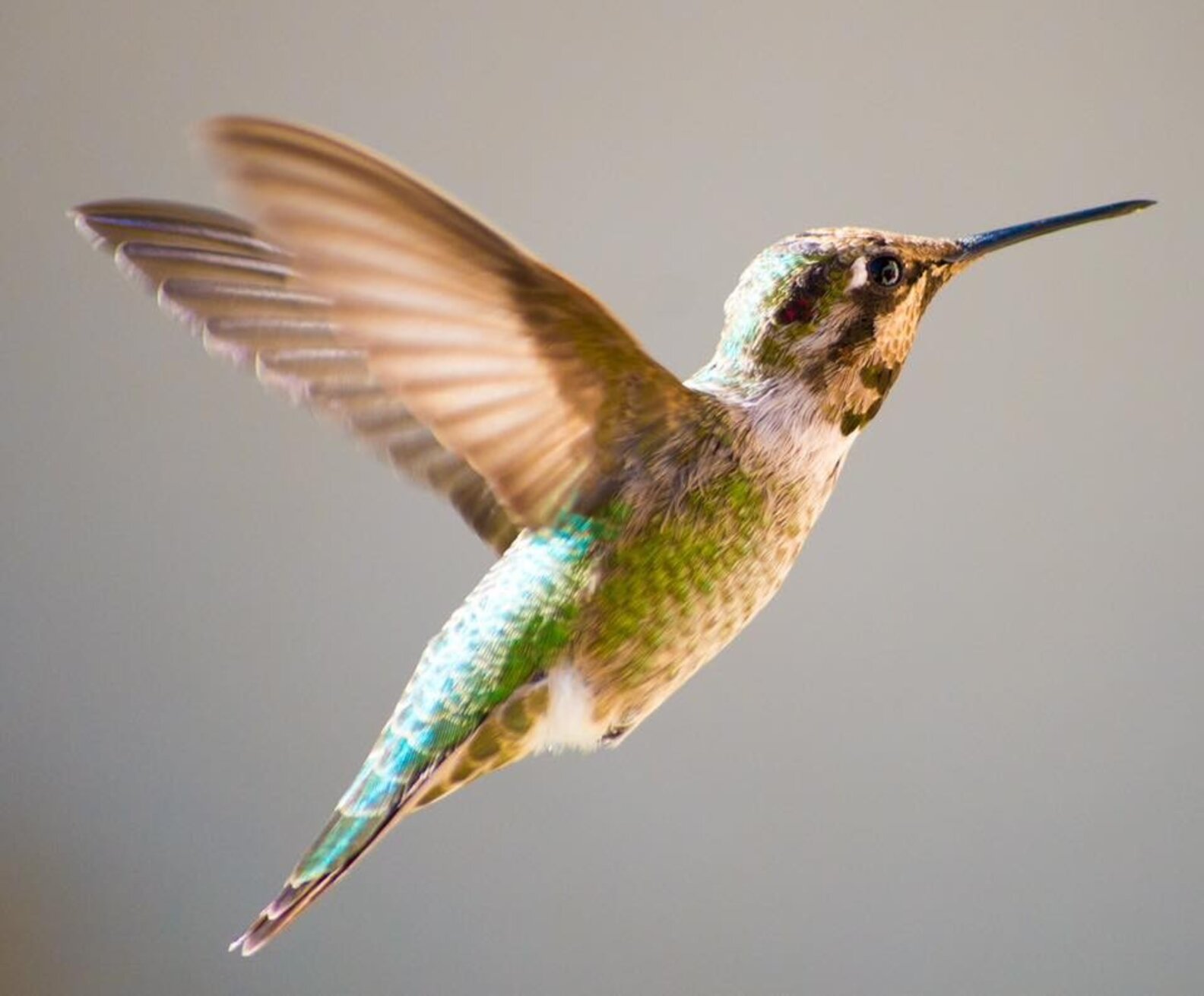 Woman Captures Stunning Photos Of Hummingbirds In Her Backyard - The Dodo