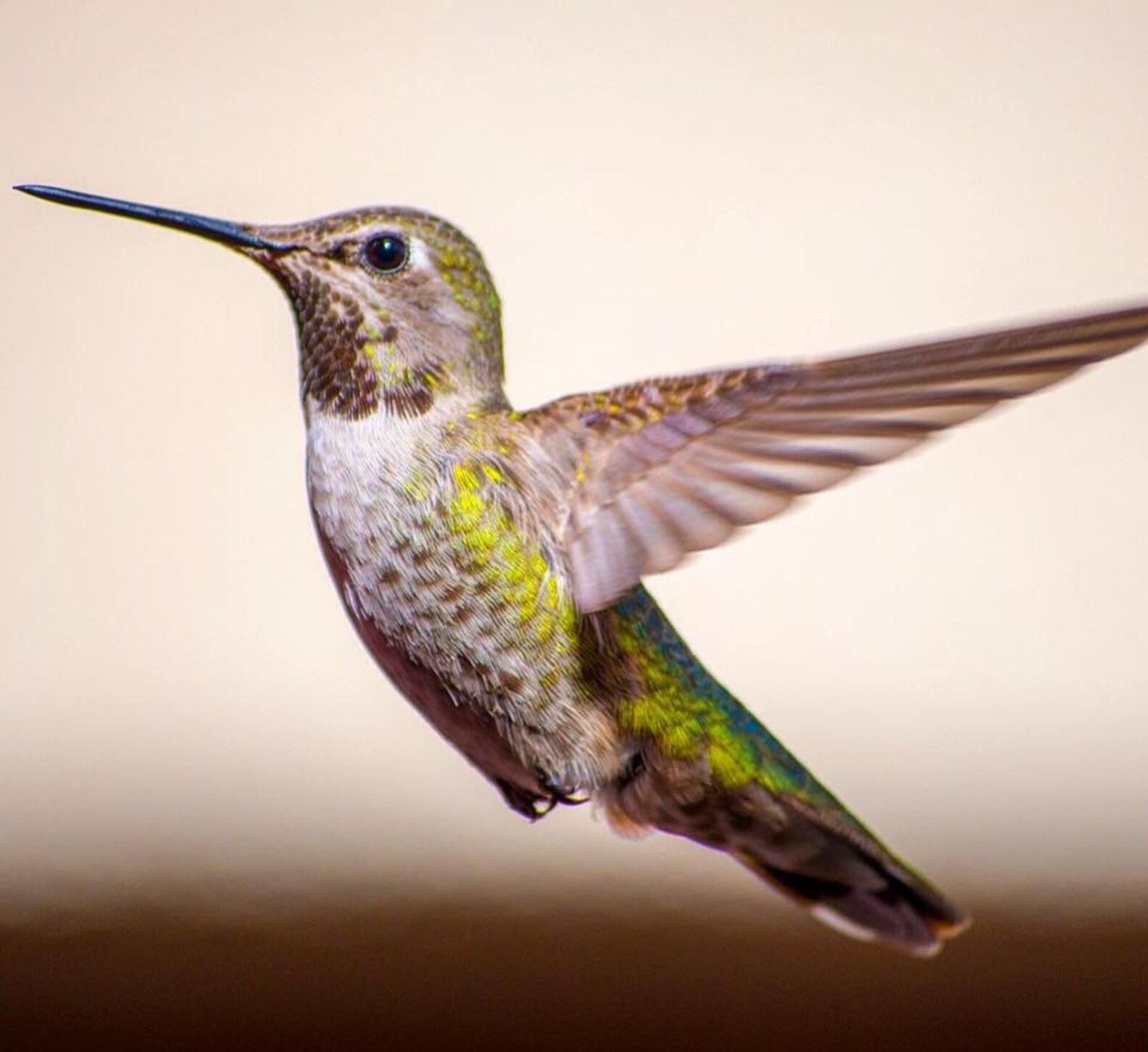 Woman Captures Stunning Photos Of Hummingbirds In Her Backyard - The Dodo