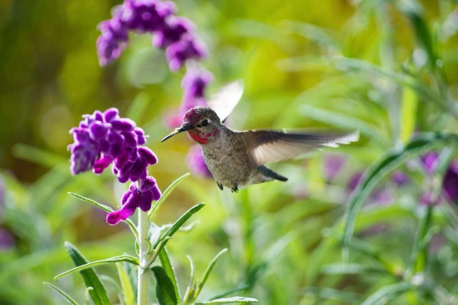 Woman Captures Stunning Photos Of Hummingbirds In Her Backyard - The Dodo