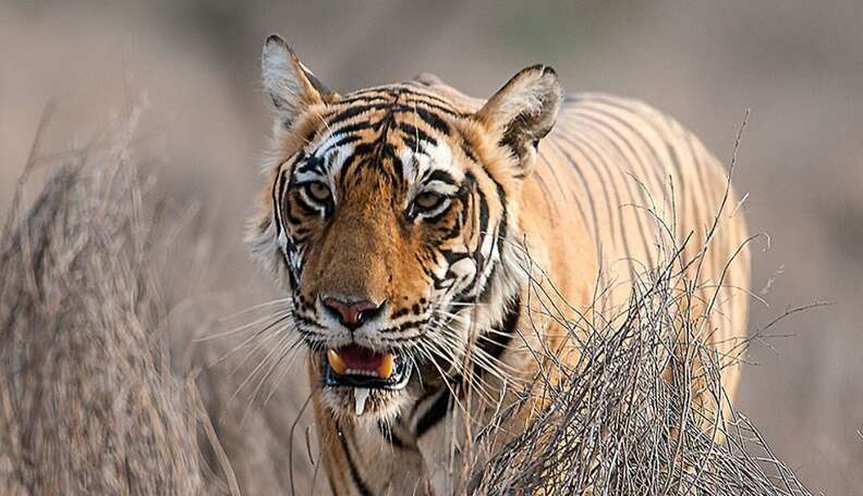 Why The Crown Prince Of Abu Dhabi Pledged $20 Million To Save Tigers ...