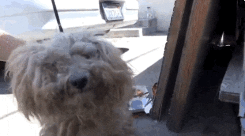 2014's Most Inspiring Animal Rescues Will Restore Your Faith In ...