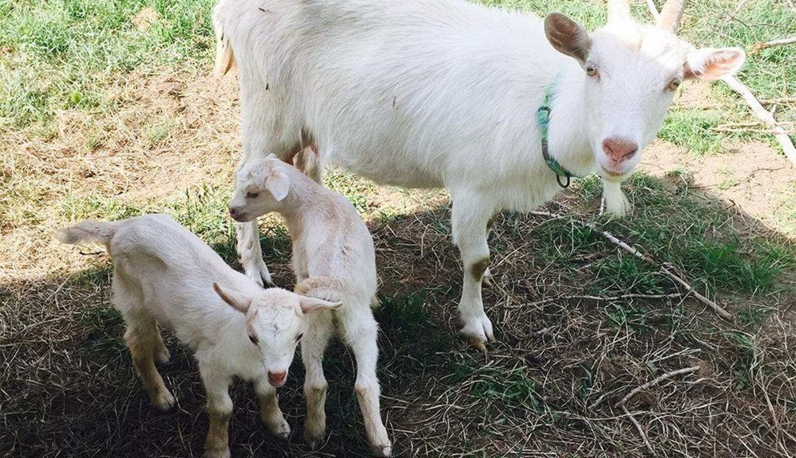 How We Helped Newborn Goats Survive Their First Cold Night - The Dodo