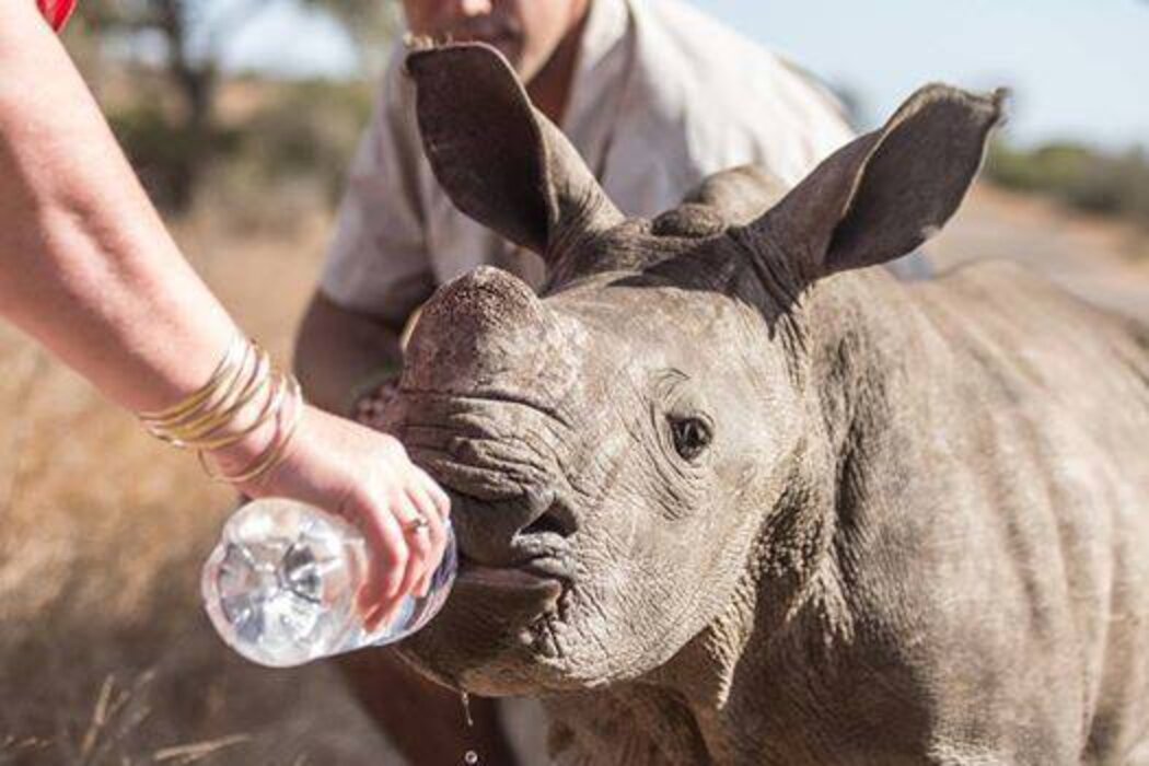 2014's Most Inspiring Animal Rescues Will Restore Your Faith In ...