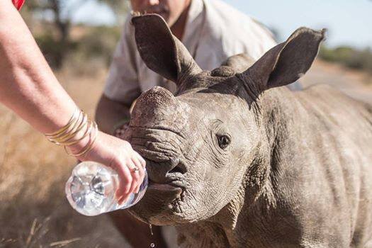 2014's Most Inspiring Animal Rescues Will Restore Your Faith In ...