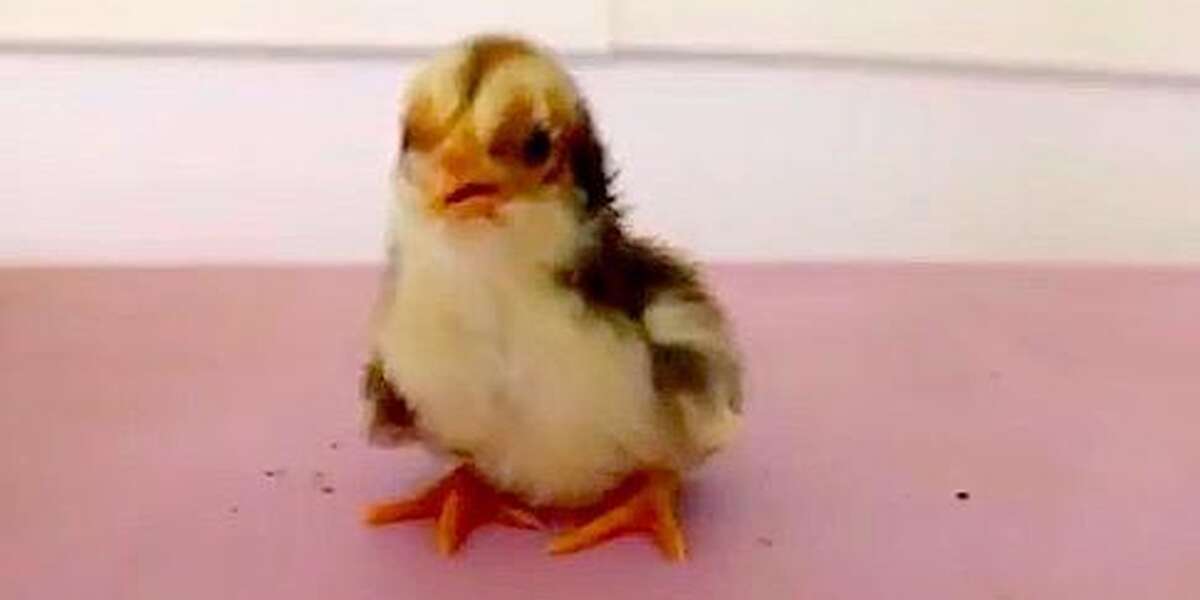 Newborn Chick Simply Will NOT Stop Chirping Until She's Held - The Dodo
