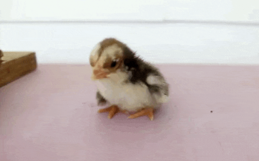 Newborn Chick Simply Will NOT Stop Chirping Until She's Held - The Dodo