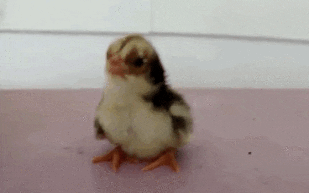 Newborn Chick Simply Will NOT Stop Chirping Until She's Held - The Dodo