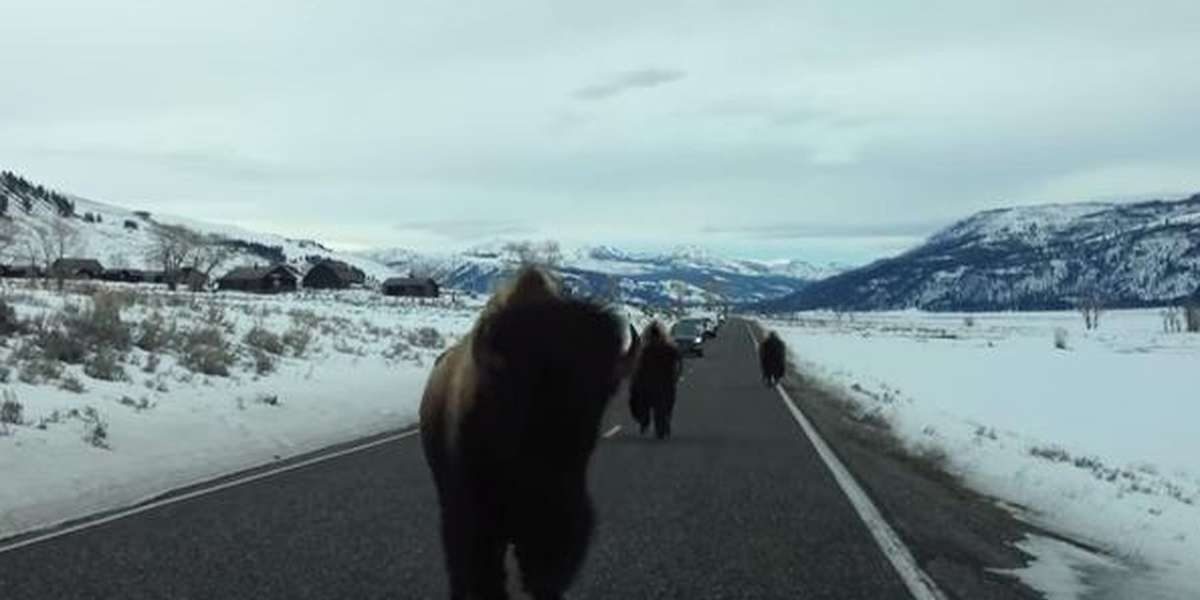 This Is What Happens When You Get On A Bison's Bad Side - The Dodo