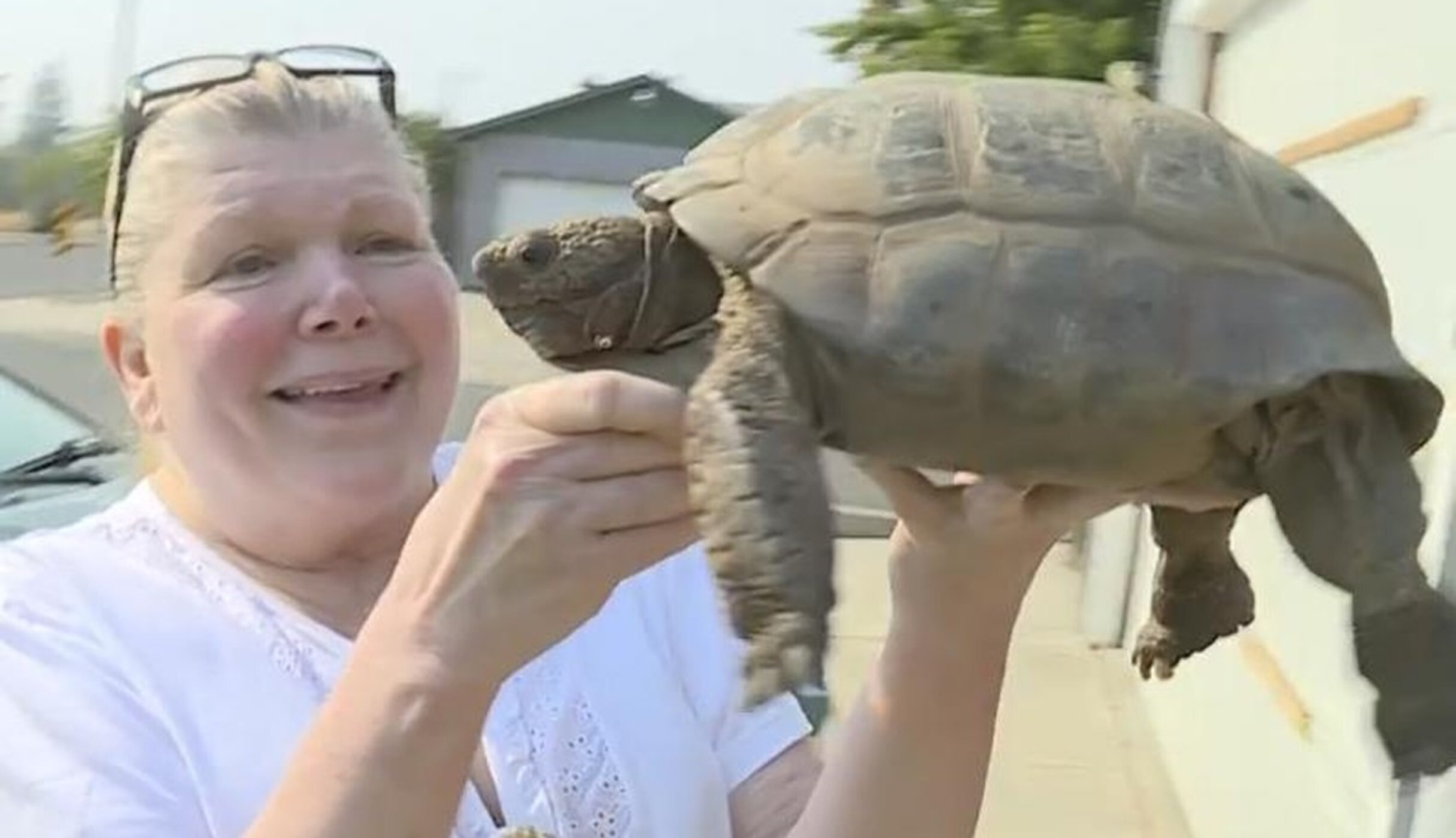 Woman Reunites With Tortoise She's Loved Since She Was 5 - The Dodo