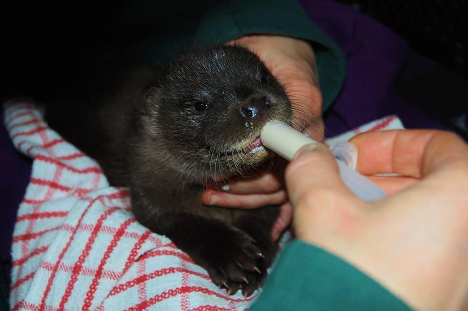 After Losing His Family, Tiny Baby Otter Makes The Cutest Recovery ...