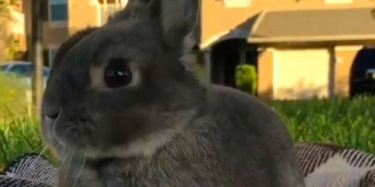 Rescue Rabbit Loves To Play - The Dodo