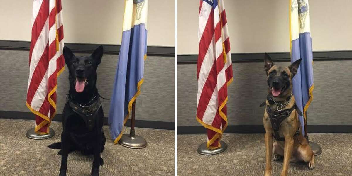 Secret Service Dogs Bravely Stop White House Fence-Jumper - The Dodo