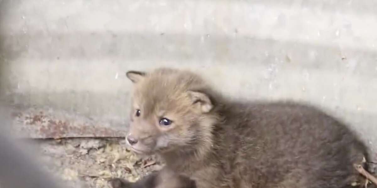 Stranded Baby Fox Gets The Cutest Little Rescue - The Dodo