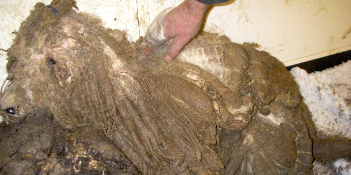 You Won’t Believe What This Rescued Dog Looks Like Now - The Dodo