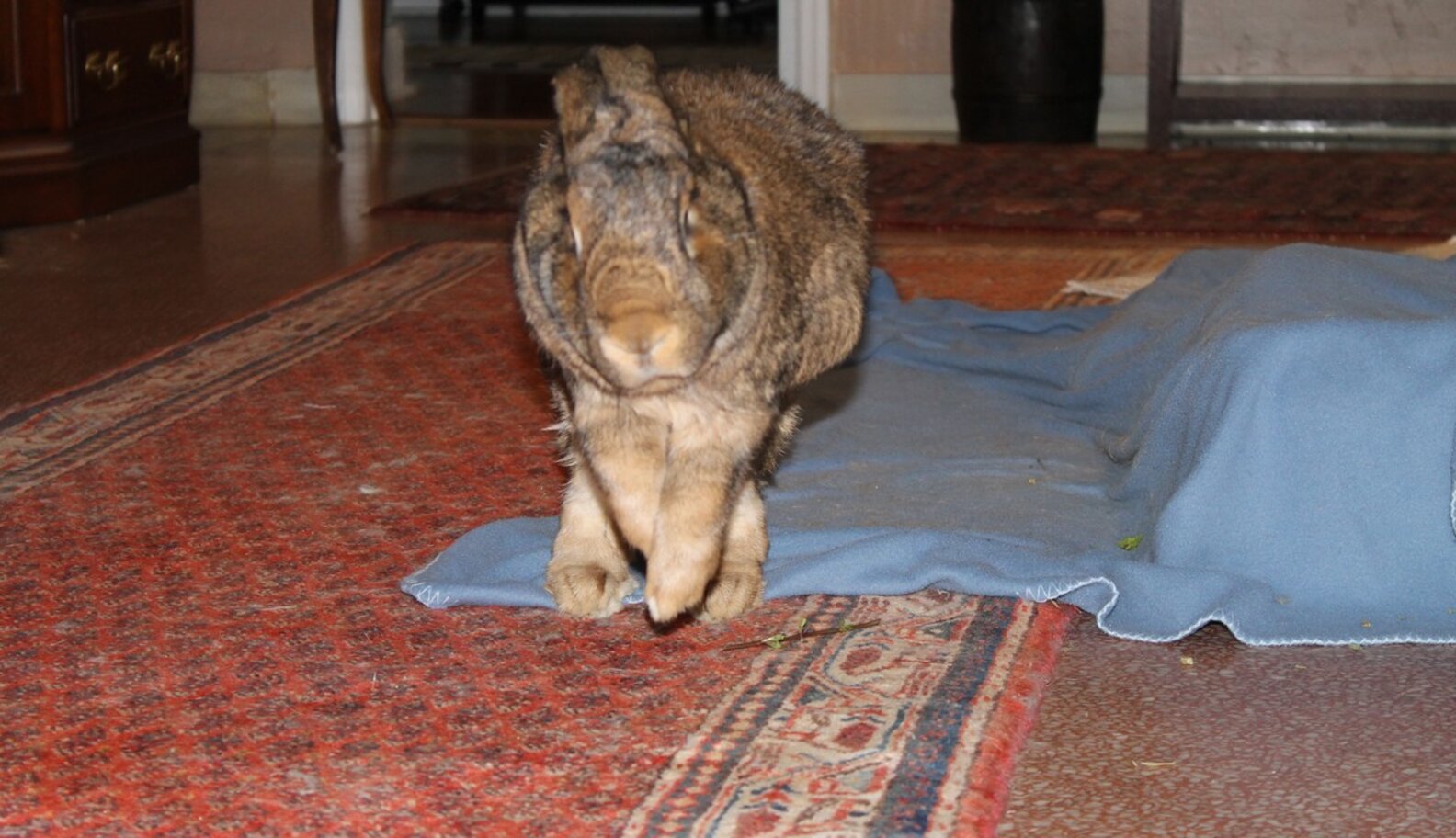 26 Bunnies Who Are Literally Jumping For Joy - The Dodo